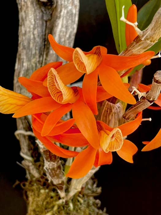 Southern California Orchid Species Society 6-2022