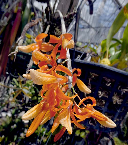 Southern California Orchid Species Society 6-2022