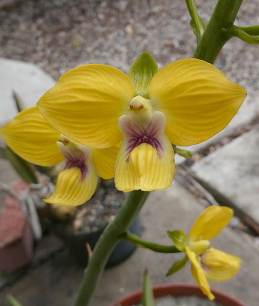 Southern California Orchid Species Society 6-2022