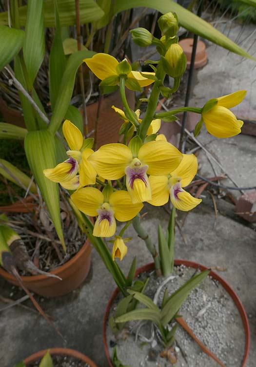 Southern California Orchid Species Society 6-2022