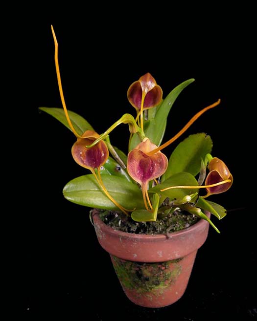 Southern California Orchid Species Society 6-2022