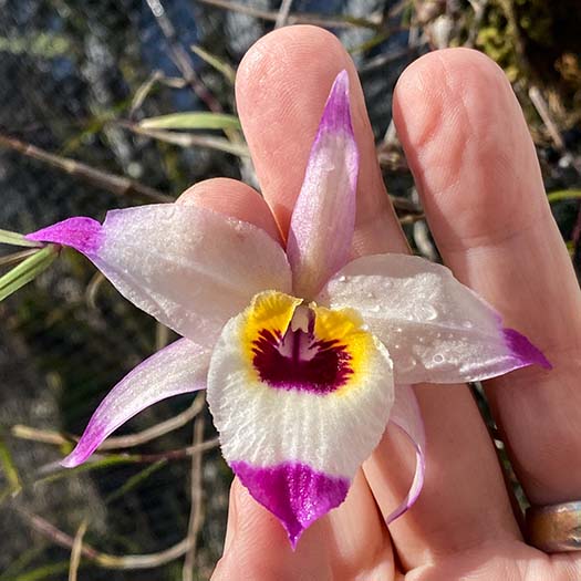 Southern California Orchid Species Society 6-2022