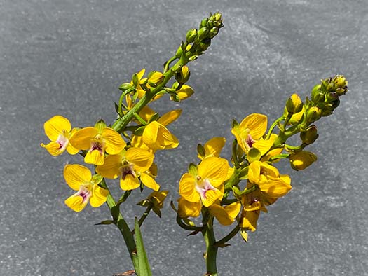 Southern California Orchid Species Society 6-2022