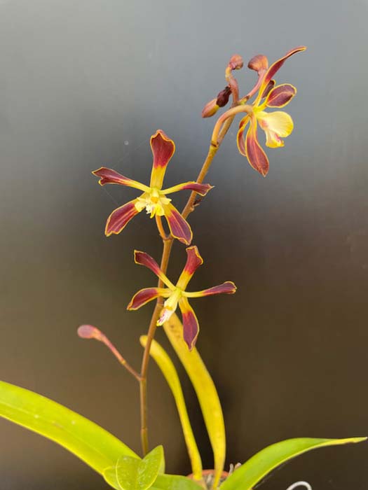 Southern California Orchid Species Society