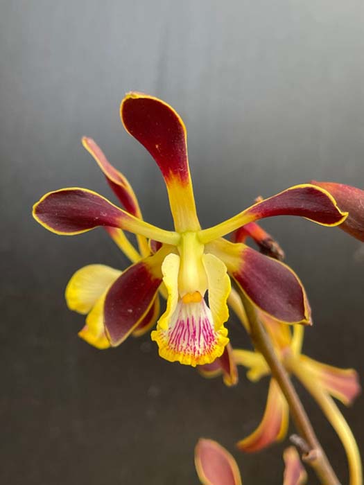 Southern California Orchid Species Society