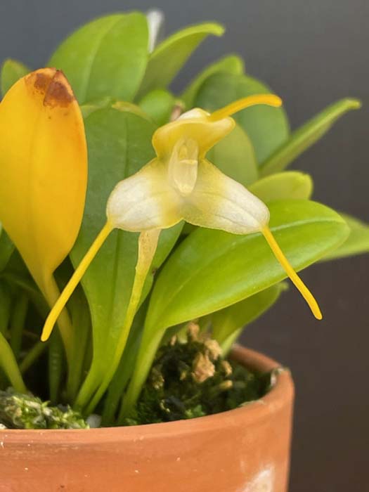 Southern California Orchid Species Society