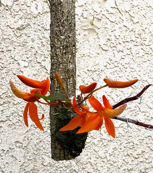 Southern California Orchid Species Society