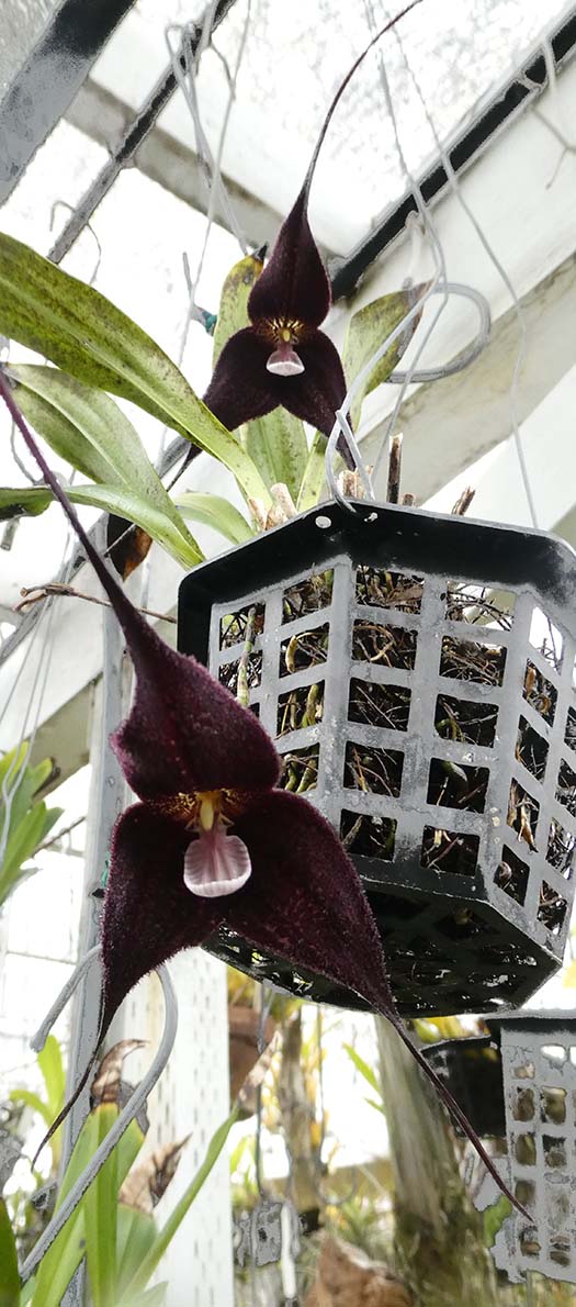 Southern California Orchid Species Society