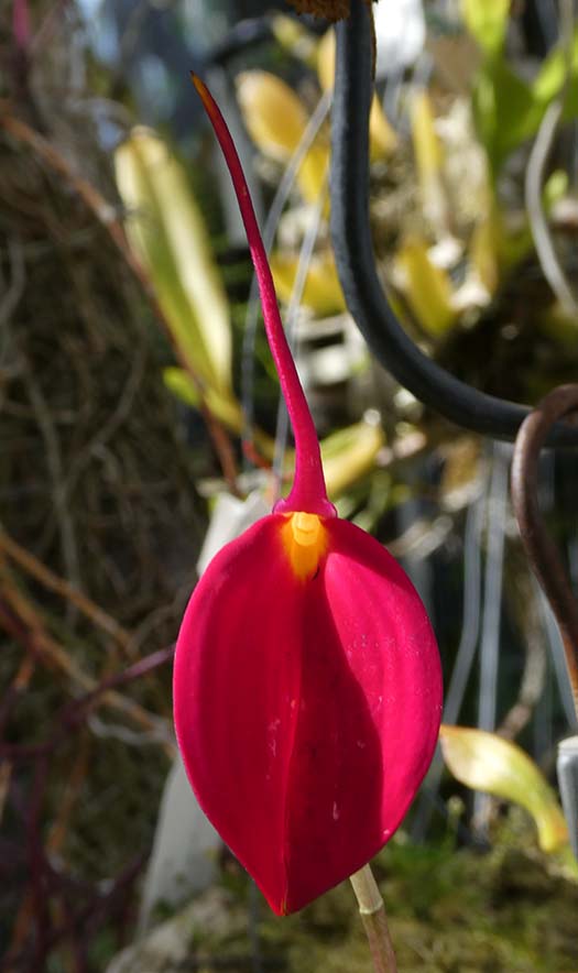 Southern California Orchid Species Society