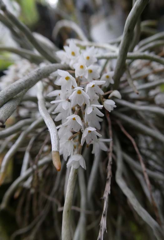 Southern California Orchid Species Society