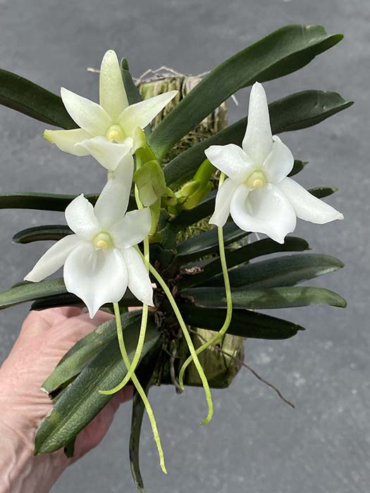 Southern California Orchid Species Society