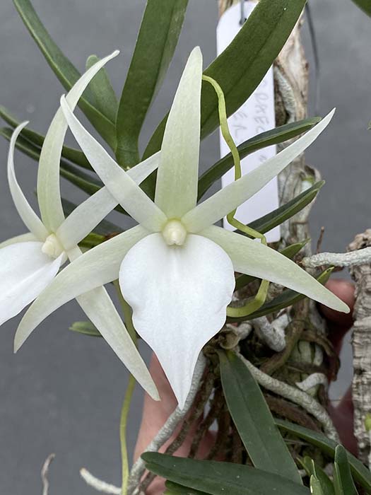 Southern California Orchid Species Society