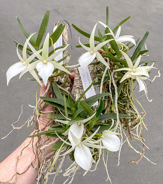 Southern California Orchid Species Society