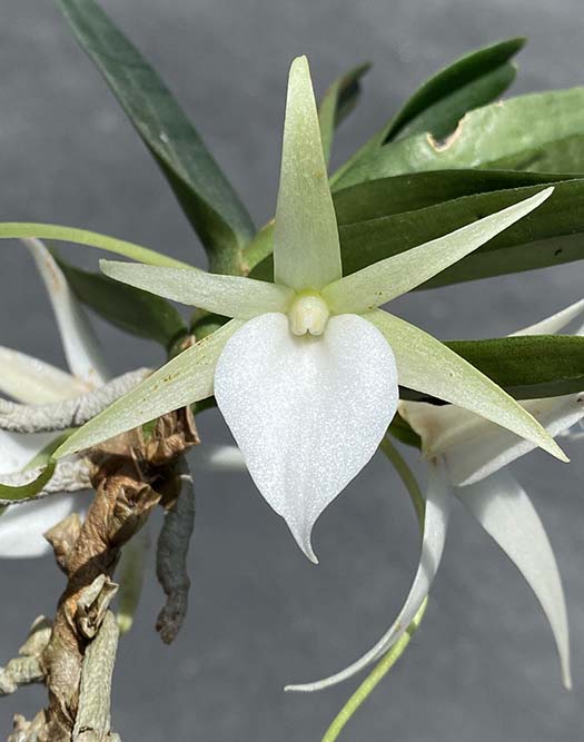 Southern California Orchid Species Society
