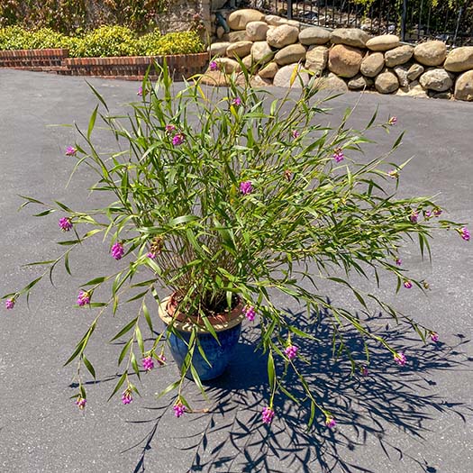 Southern California Orchid Species Society