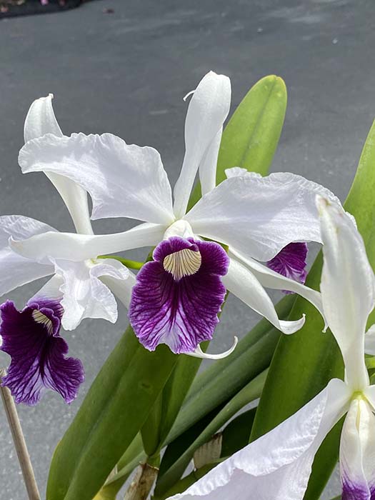 Southern California Orchid Species Society