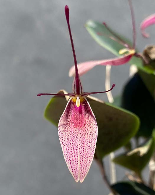 Southern California Orchid Species Society