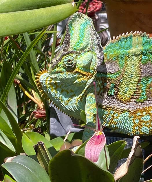 Southern California Orchid Species Society