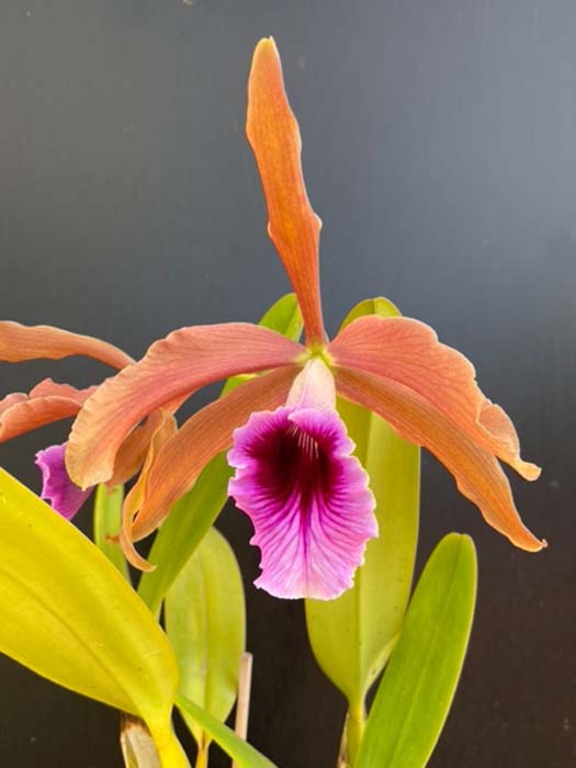 Southern California Orchid Species Society