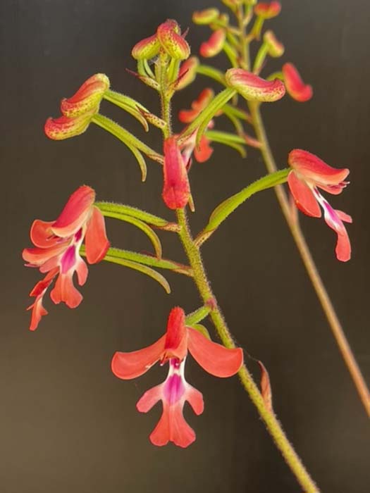 Southern California Orchid Species Society
