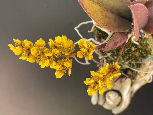 Southern California Orchid Species Society