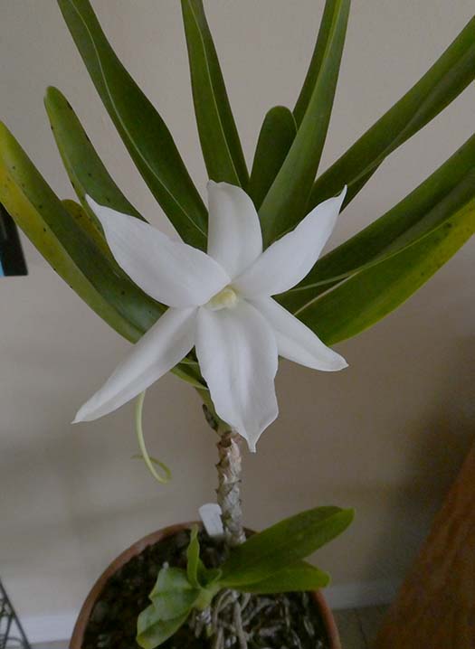 Southern California Orchid Species Society