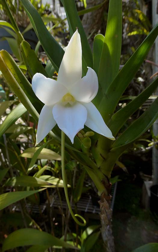 Southern California Orchid Species Society