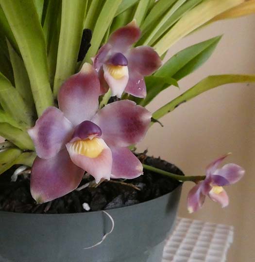 Southern California Orchid Species Society