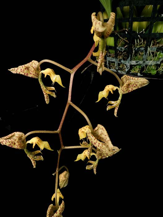 Southern California Orchid Species Society