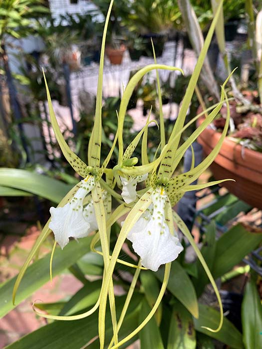 Southern California Orchid Species Society