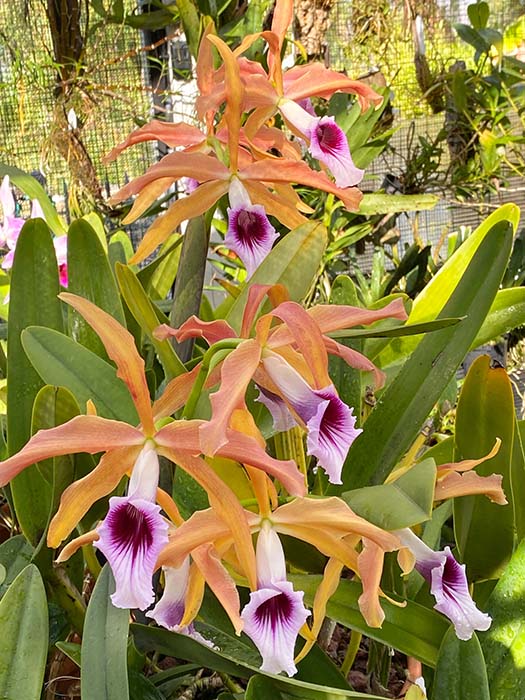 Southern California Orchid Species Society