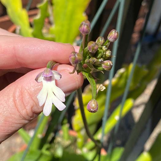 Southern California Orchid Species Society