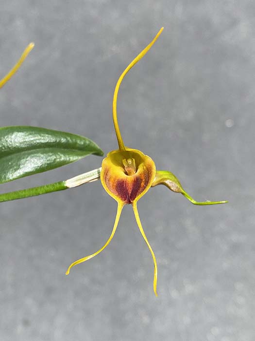 Southern California Orchid Species Society