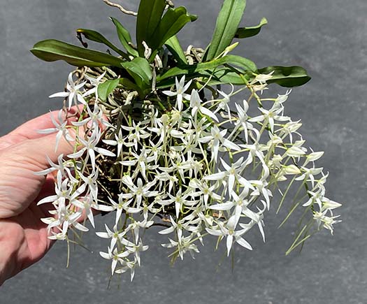 Southern California Orchid Species Society