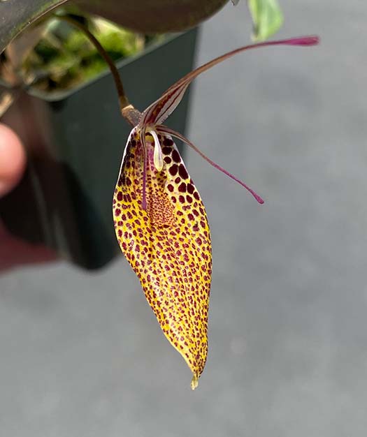 Southern California Orchid Species Society