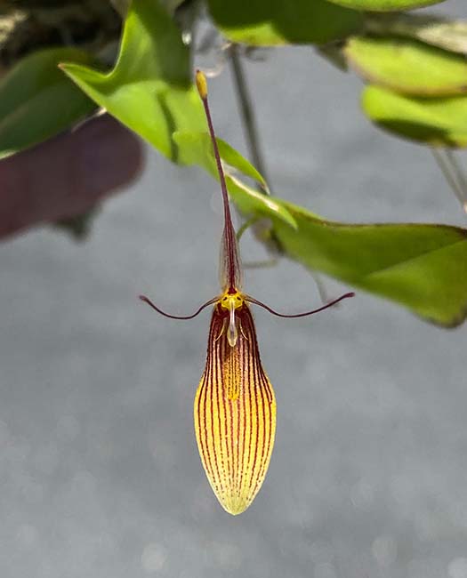 Southern California Orchid Species Society