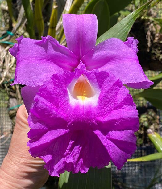 Southern California Orchid Species Society