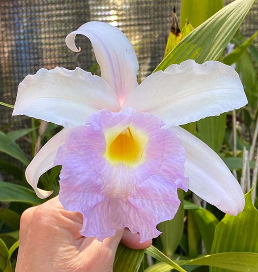 Sobralia