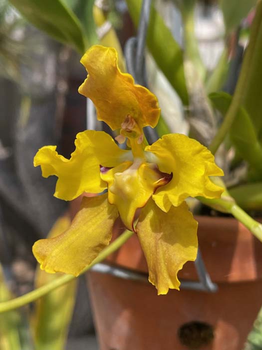 Southern California Orchid Species Society