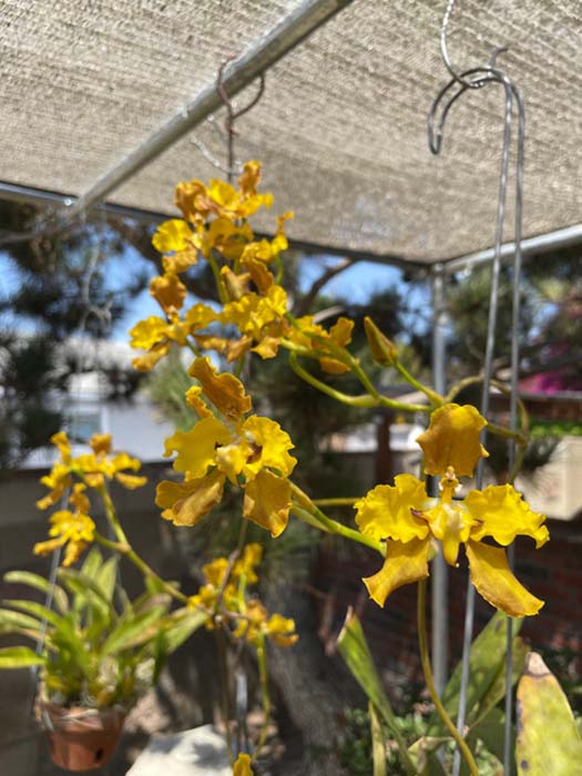 Southern California Orchid Species Society