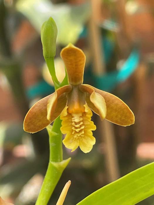 Southern California Orchid Species Society