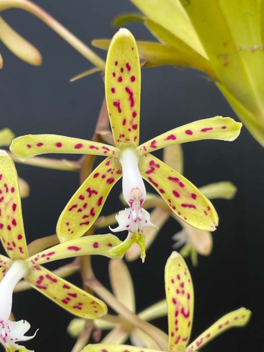 Southern California Orchid Species Society