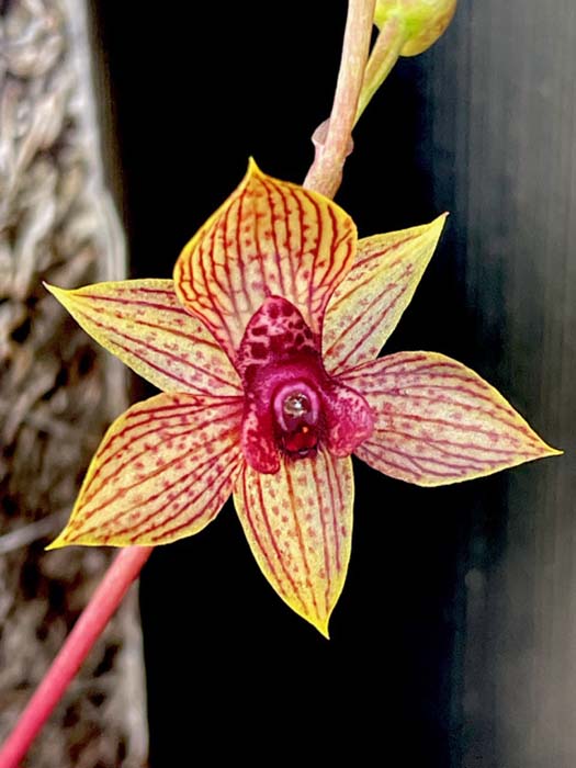 Southern California Orchid Species Society