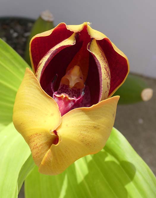 Southern California Orchid Species Society