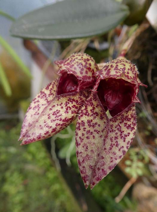 Southern California Orchid Species Society