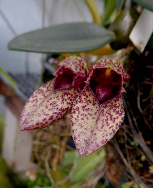 Southern California Orchid Species Society