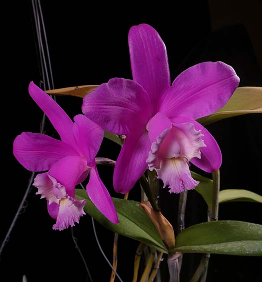 Southern California Orchid Species Society