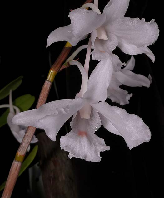 Southern California Orchid Species Society