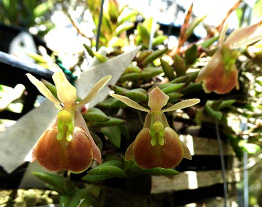 Southern California Orchid Species Society