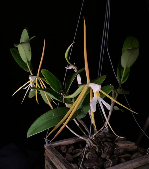 Southern California Orchid Species Society